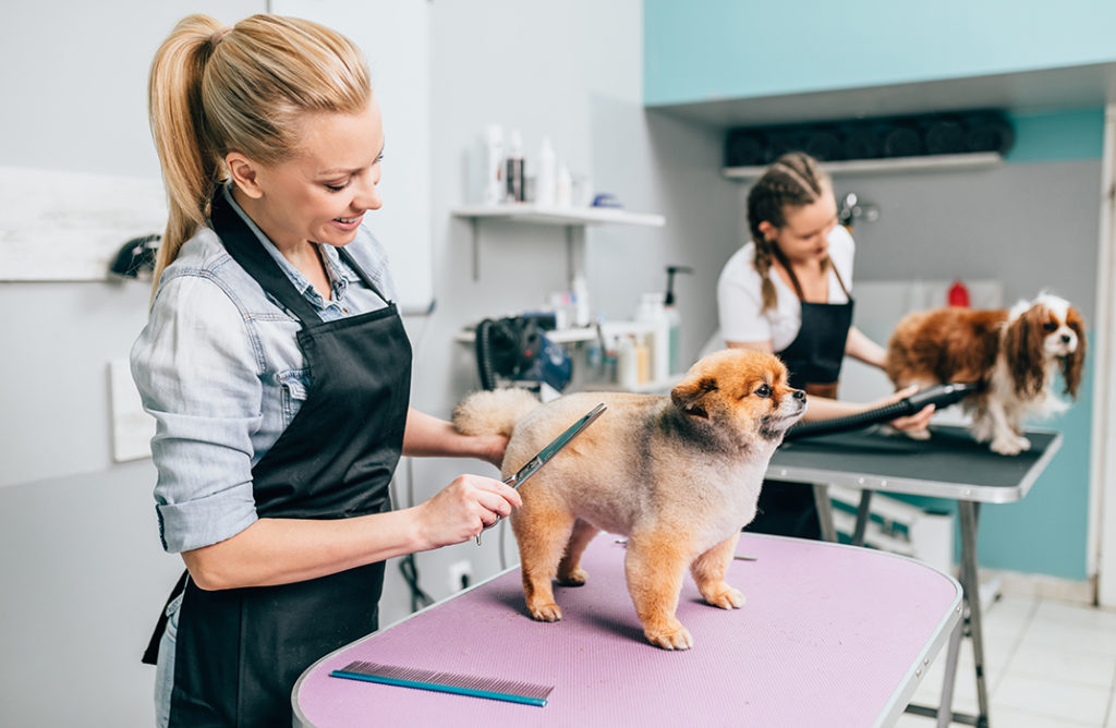 Basics of Dog Grooming Diploma Course 2023 ~ Skill Up Basics of Dog Grooming Diploma Course 2023 ~ Skill Up
